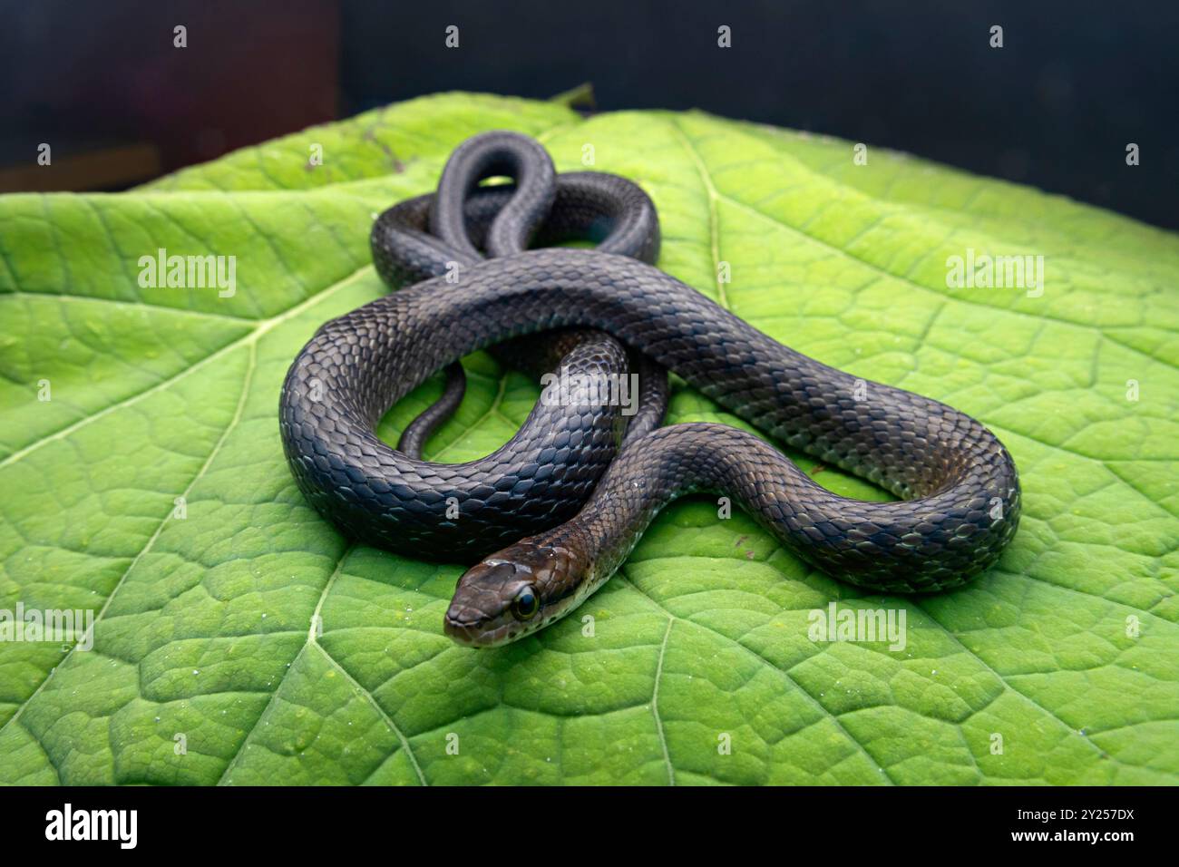 Amphiesma platyceps hi-res stock photography and images - Alamy