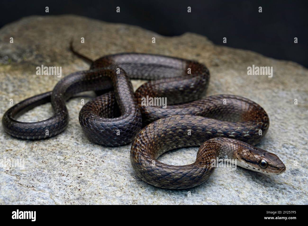 Amphiesma platyceps hi-res stock photography and images - Alamy