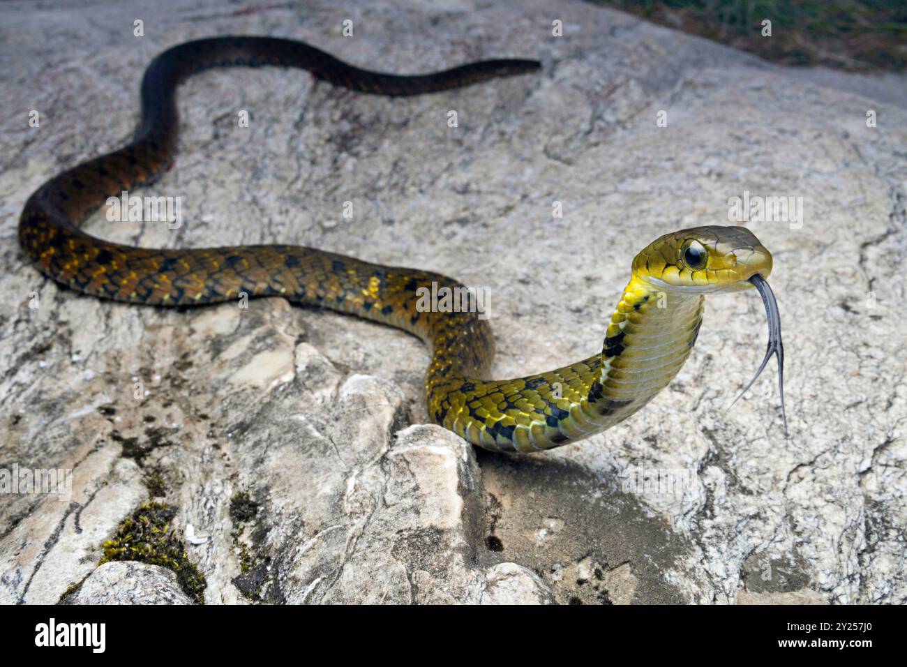 Pseudoxenodon macrops, commonly known as the large-eyed bamboo snake or ...