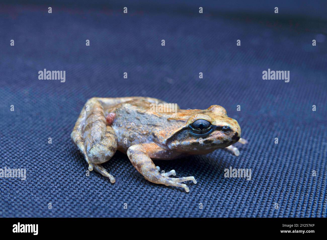 Northern india in western and eastern nepal hi-res stock photography ...