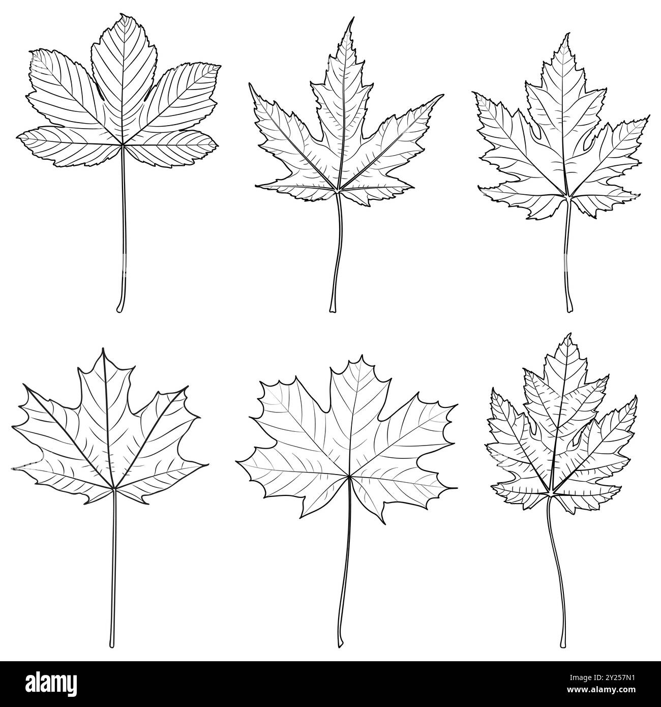 Maple tree leaves, vector botanical illustration. Bigleaf, silver, sugar, red and sycamore maple ...