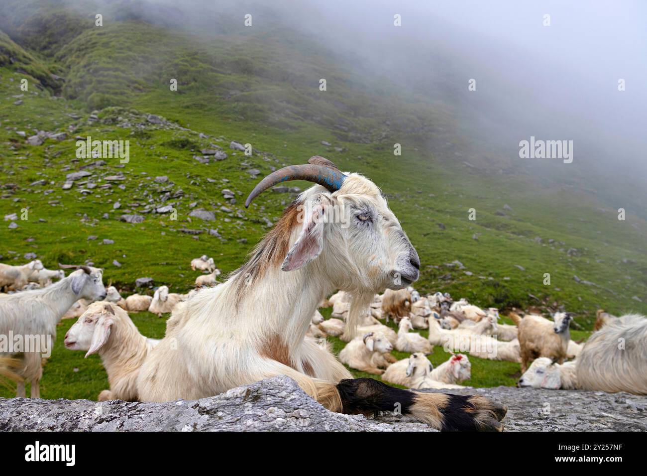 Goats resting after grazing for a while in the highland climate Stock ...