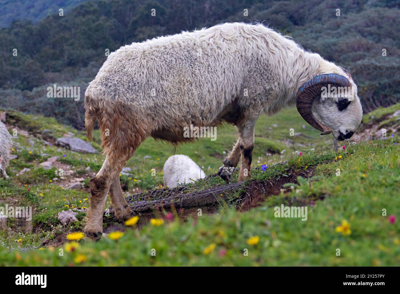 Domestic goat grazing india hi-res stock photography and images - Alamy