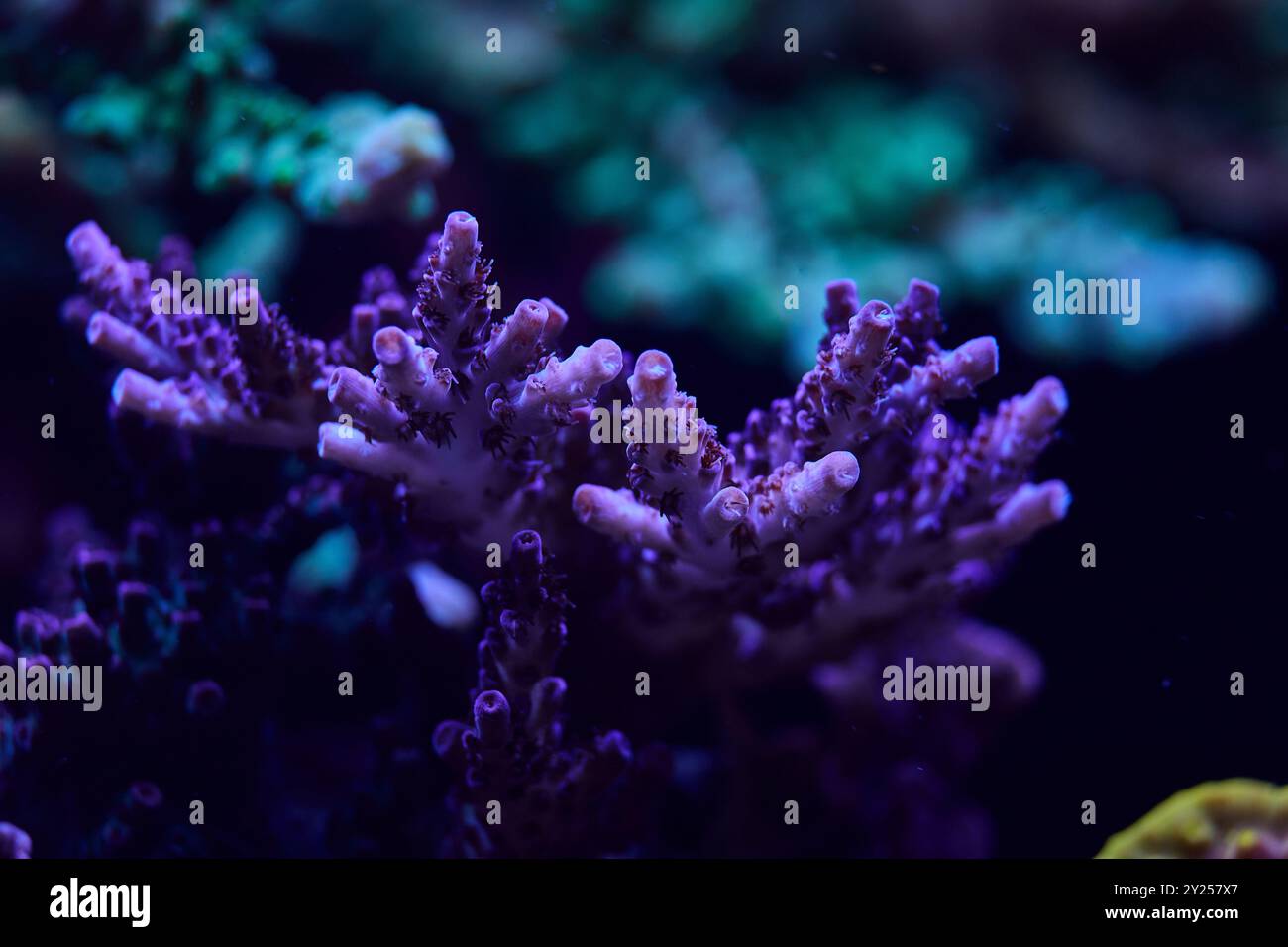 close-up sea corals acropora. High quality photo, coral reef concept ...