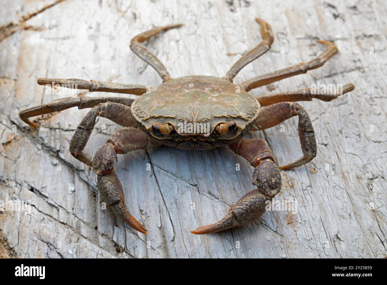 Himalayapotamon chambaensis, a fresh water crab described from Chamba, Himachal Pradesh Stock ...