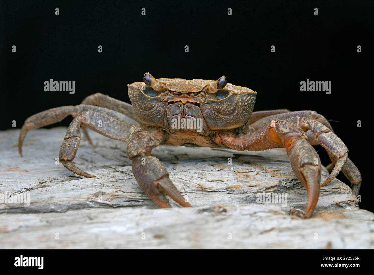 Himalayapotamon chambaensis, a fresh water crab described from Chamba, Himachal Pradesh Stock ...