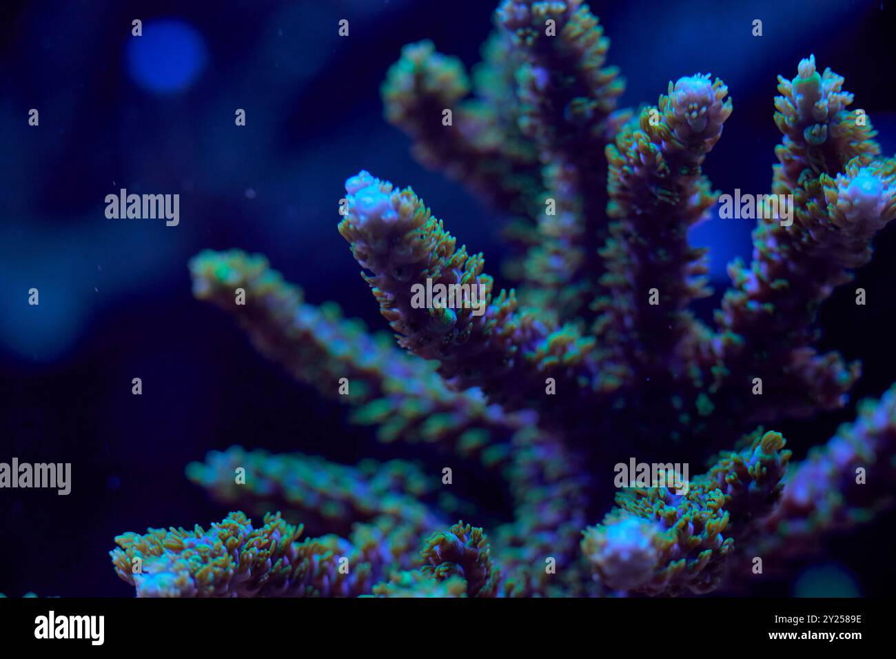 close-up sea corals acropora. High quality photo, coral reef concept ...