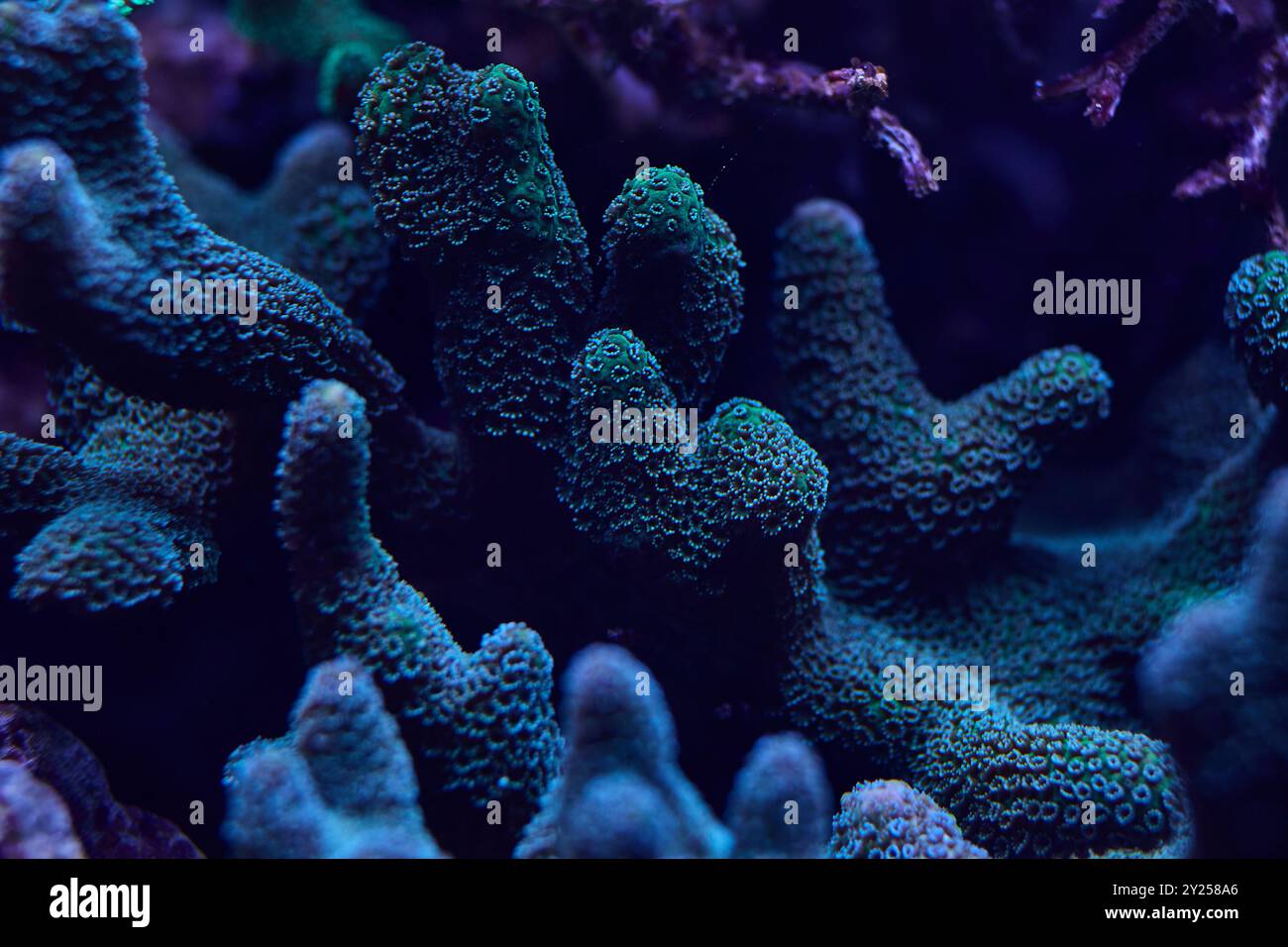 close-up sea corals Sps Montipora. High quality photo, coral reef ...
