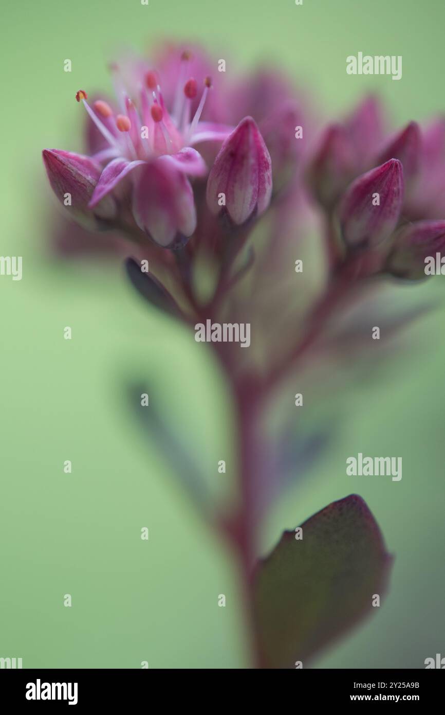 Up close look at a single bloom of a sedum flower cluster Stock Photo ...