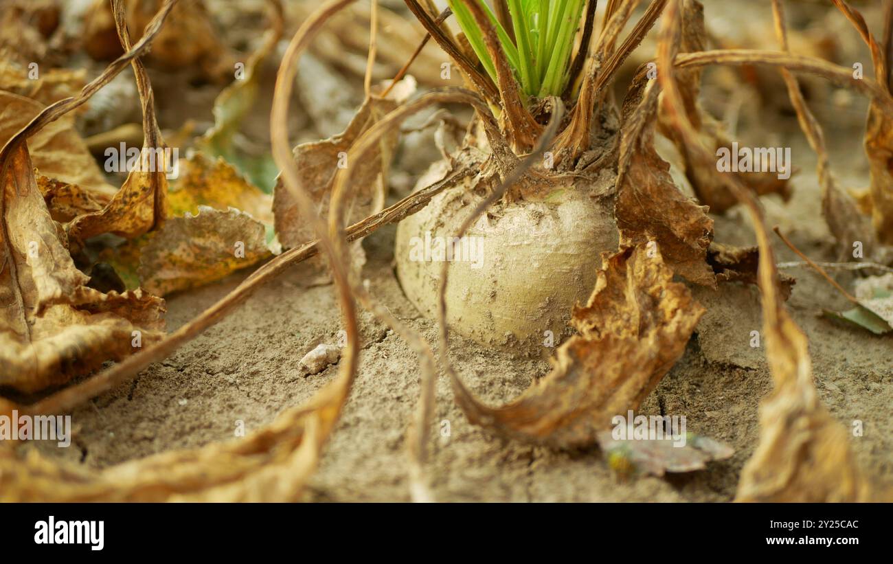 Drought sugar beet dry field land Beta vulgaris altissima garden, very ...