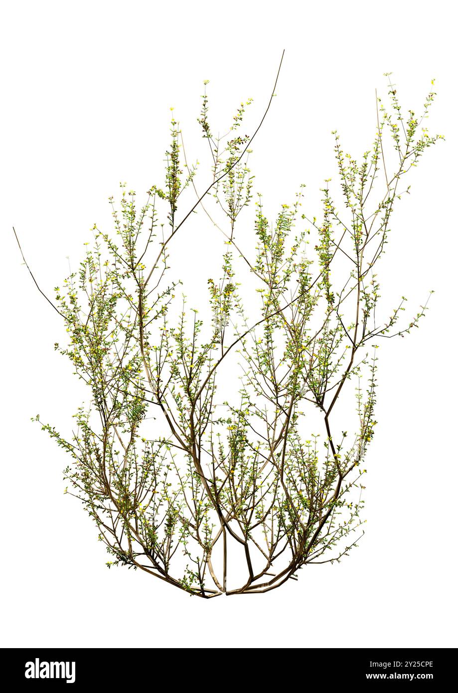 3D rendering of a creosote bush or Larrea tridentata or greasewood or ...