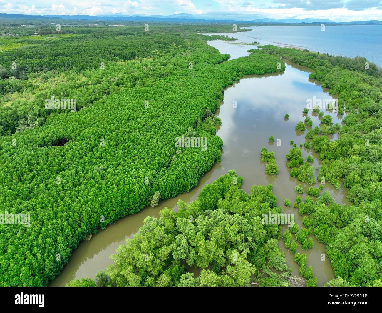 Aerial view green mangrove forest. Natural carbon sinks. Mangroves ...
