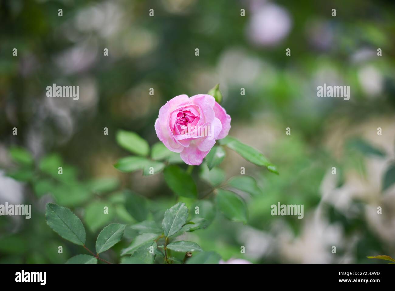 A pretty pink rose in a garden Stock Photo - Alamy