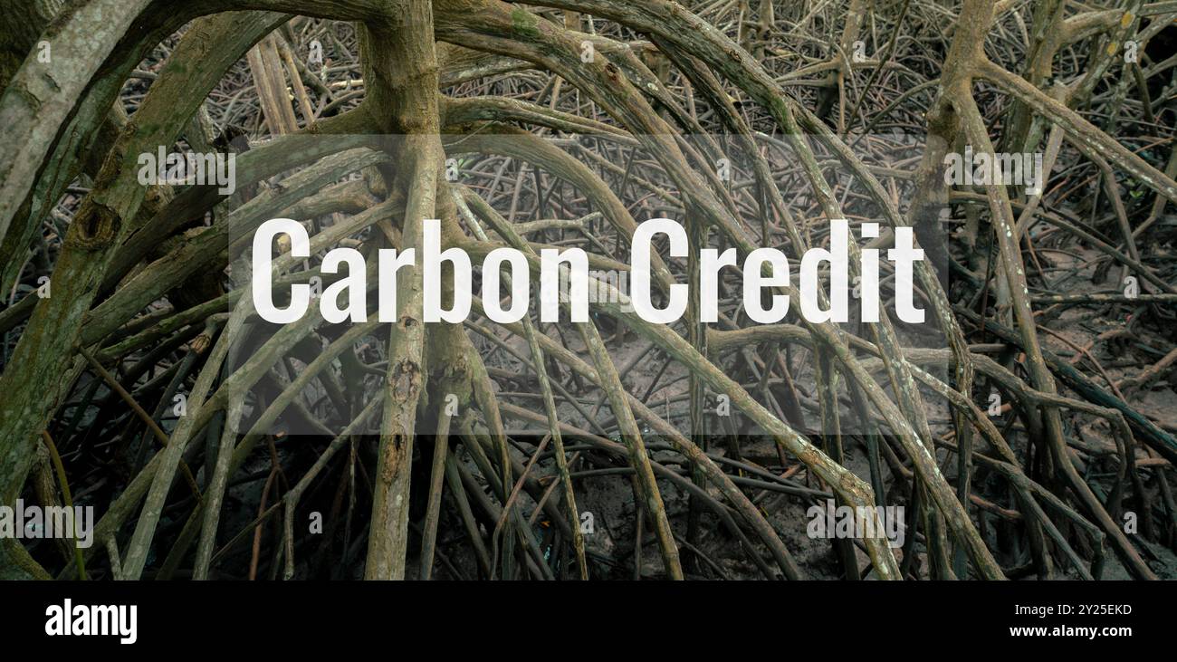 Carbon credit concept. Mangrove forests as natural carbon sinks. Blue ...
