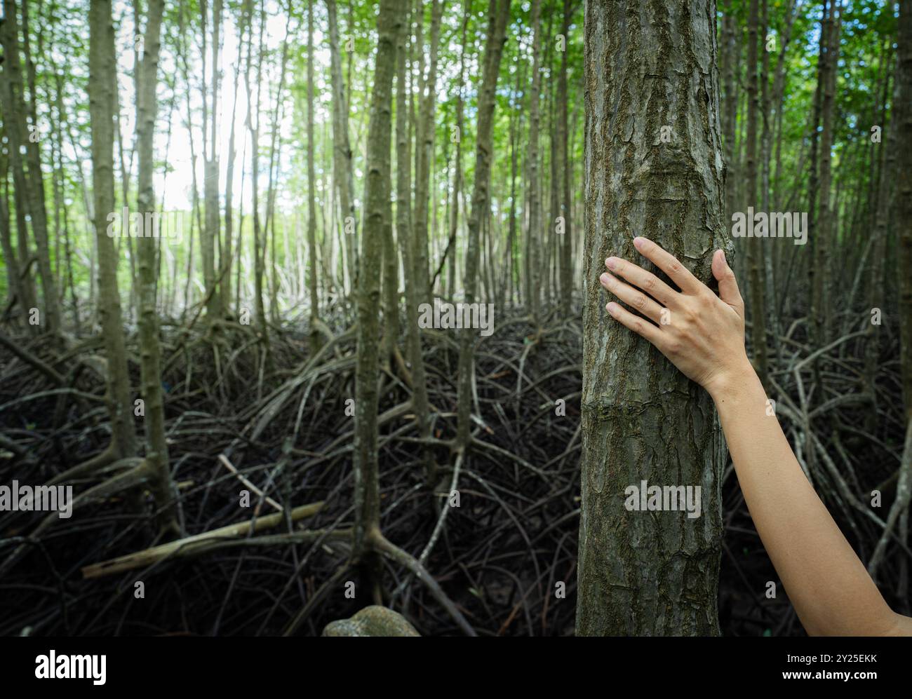 Close-up human hand touching tree trunk in mangrove forest. Carbon ...