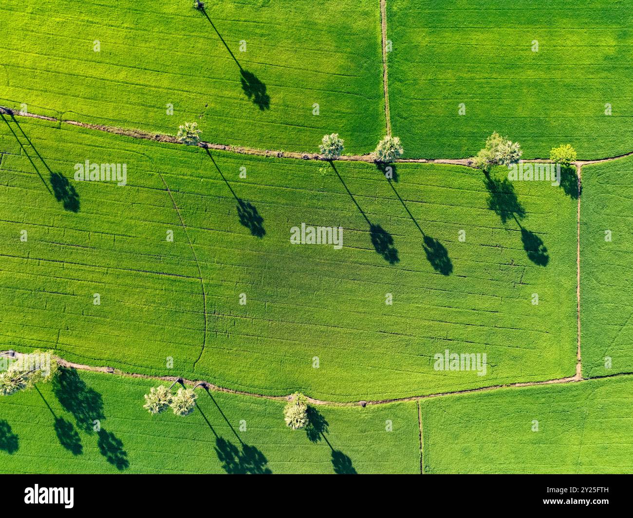 Aerial view of lush green rice field with sugar palm trees. Sustainable ...