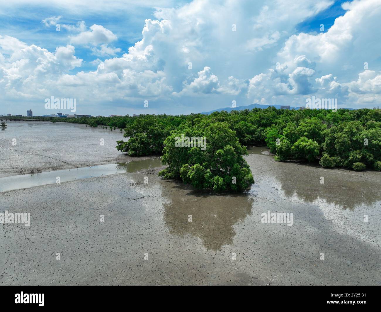 Green mangrove forest landscape. Mangrove ecosystem. Natural carbon ...