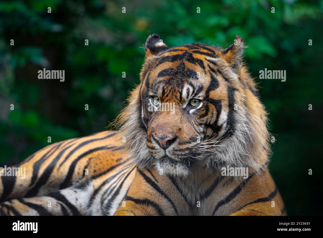 Front view of a tiger laid down on the ground with bright eyes Stock ...