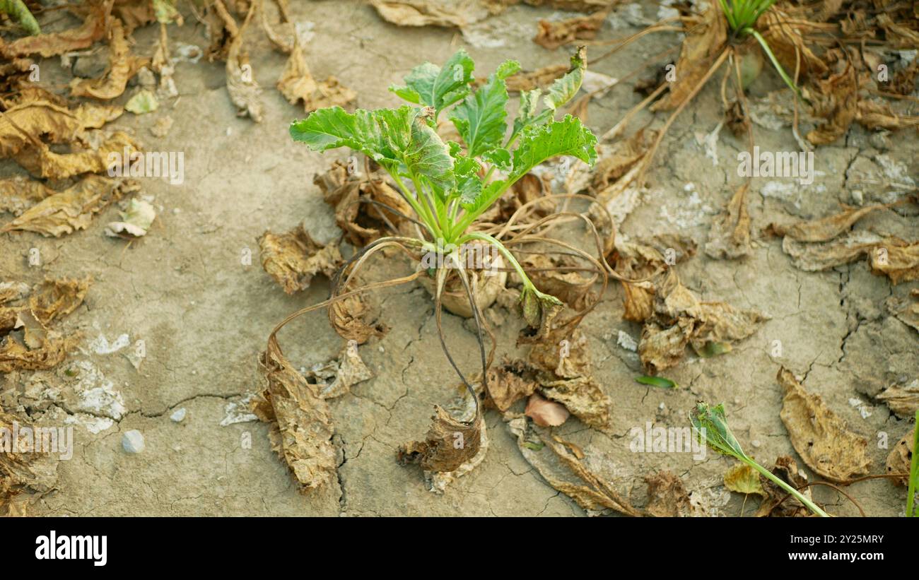 Drought sugar beet dry field land Beta vulgaris altissima garden, very ...