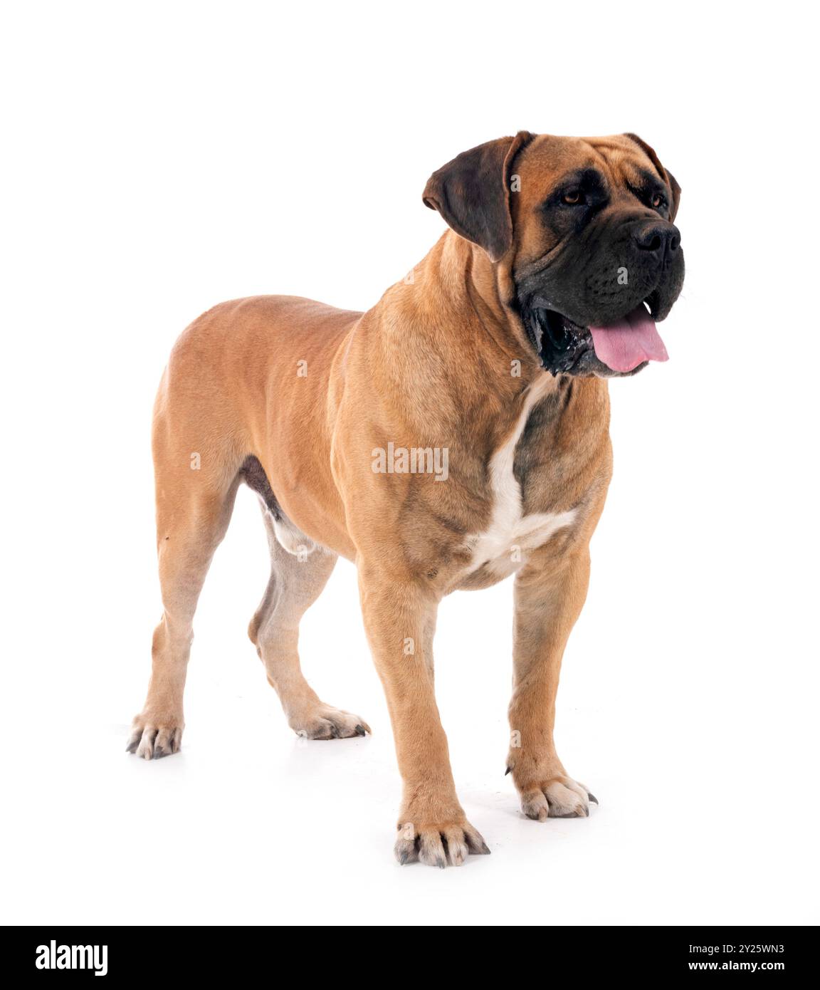 brown Boerboel in front of white background Stock Photo - Alamy