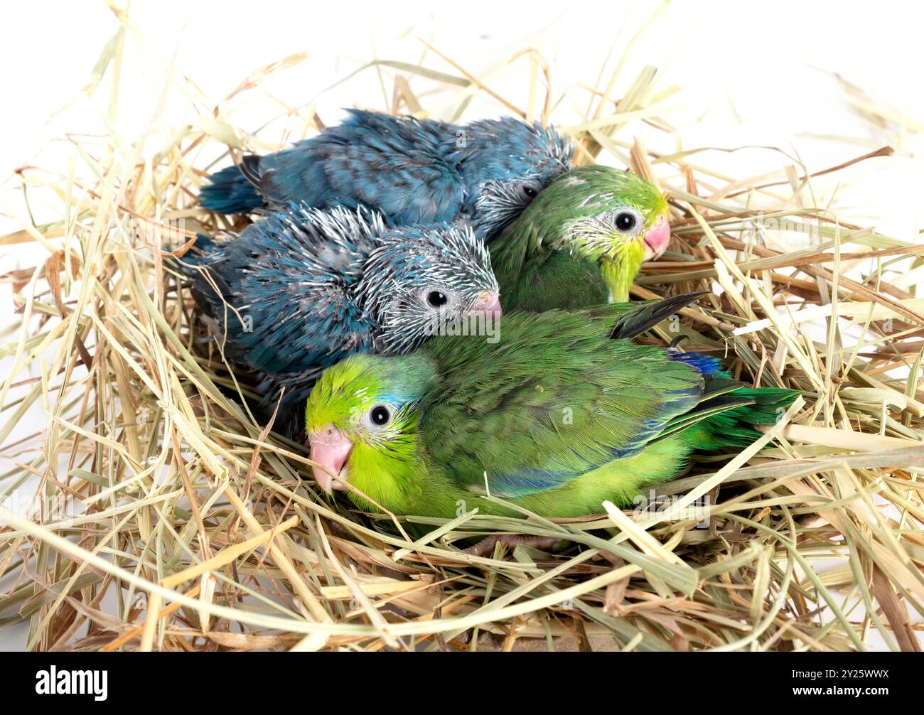 young Pacific parrotlet in front of white background Stock Photo - Alamy