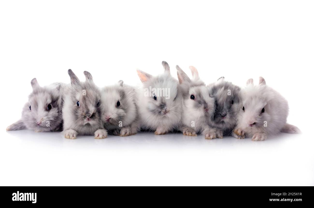 young Lionhead in front of white background Stock Photo - Alamy