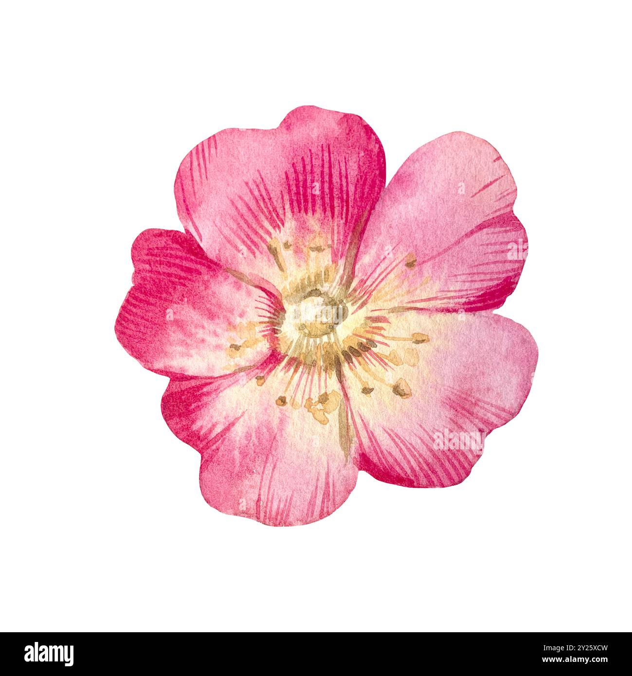 Rose hips flower isolated on white background. Hand drawn watercolor ...