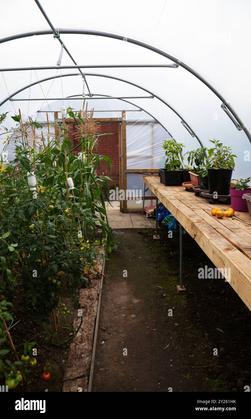 Polytunnel for growing plants Stock Photo - Alamy