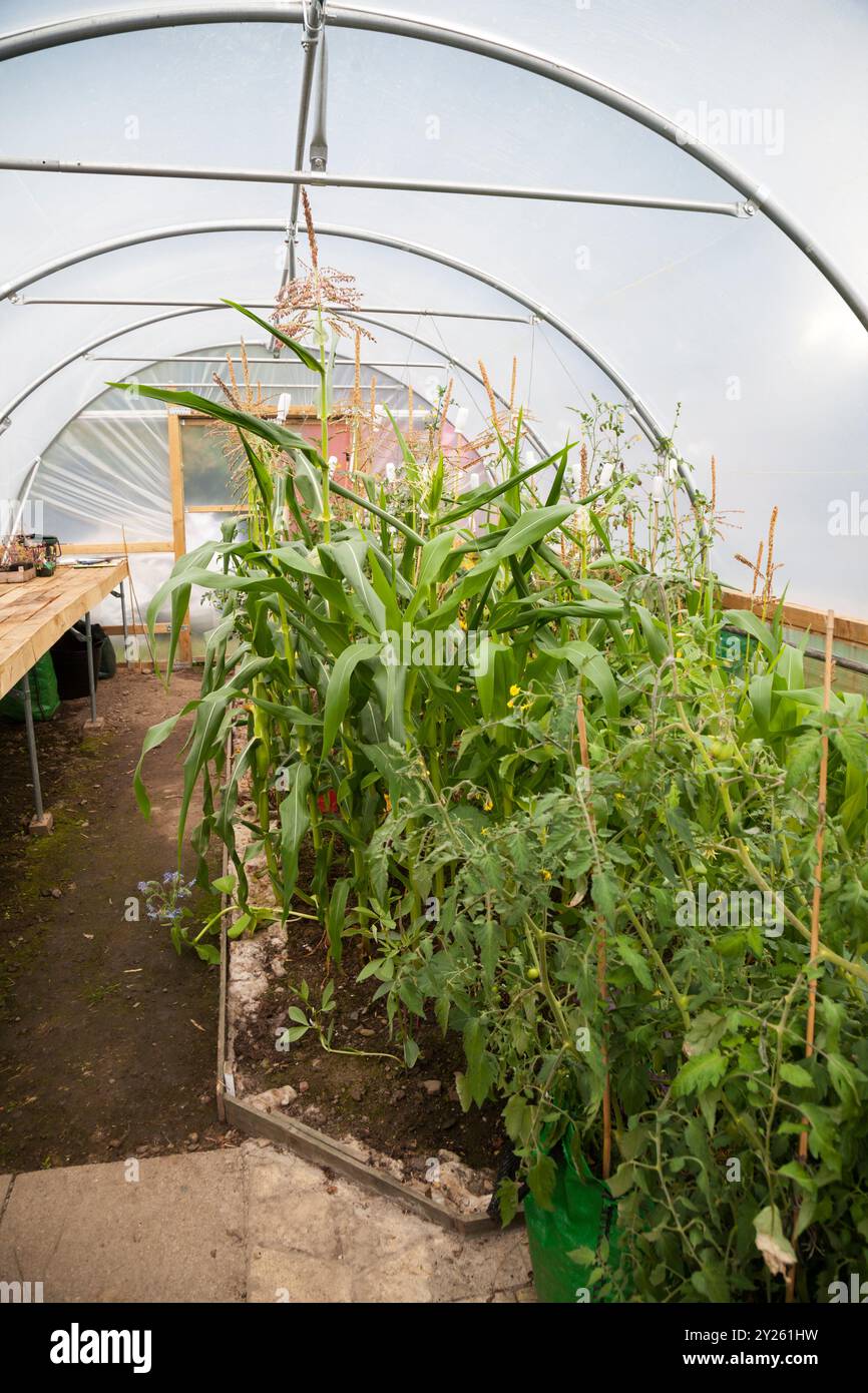 Polytunnel for growing plants Stock Photo - Alamy