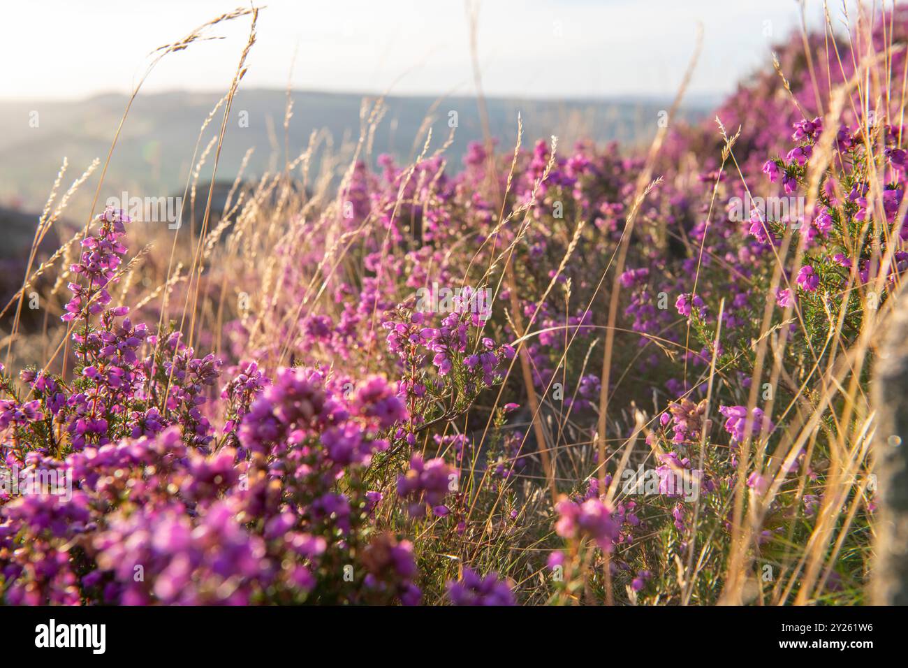 Heather at Baslow Edge in the Peak District National Park, Derbyshire ...