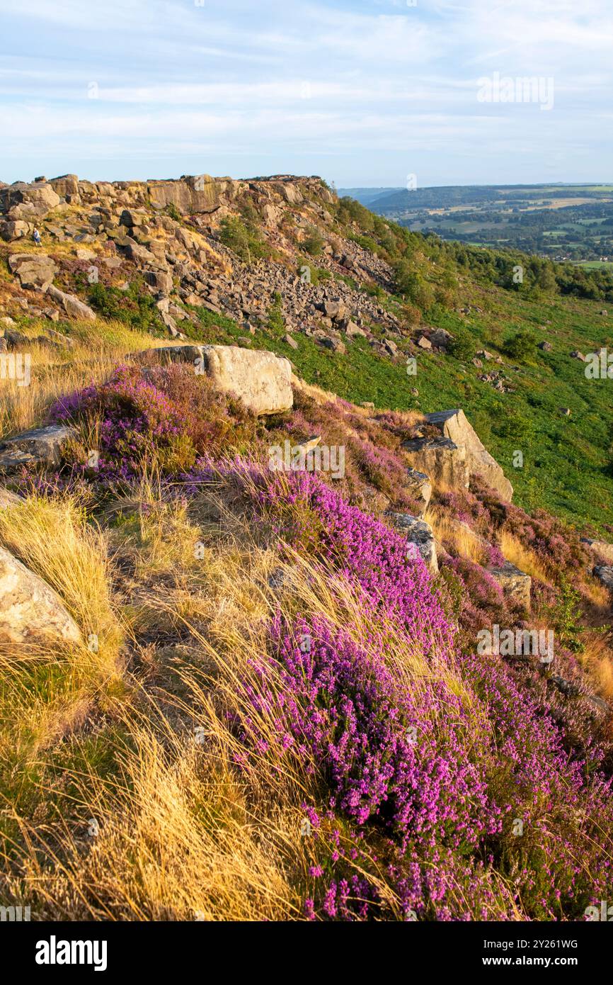 Heather at Baslow Edge in the Peak District National Park, Derbyshire ...