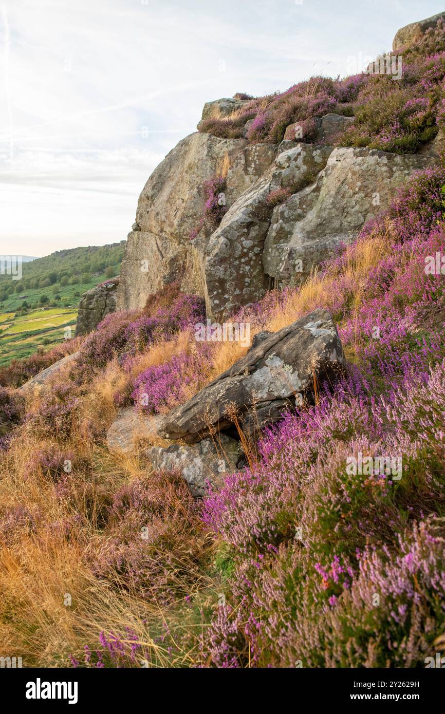 Heather at Baslow Edge in the Peak District National Park, Derbyshire ...