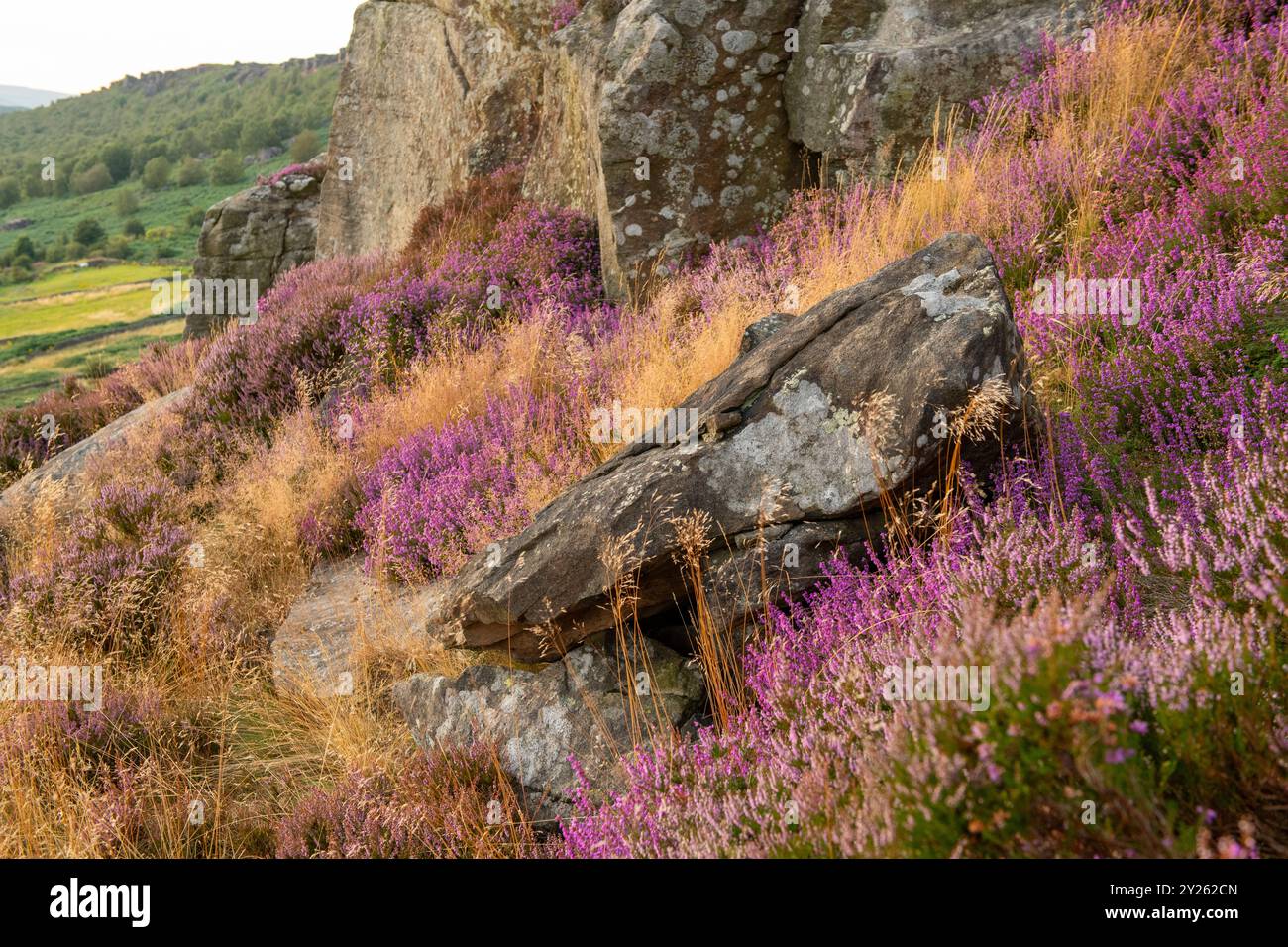 Heather at Baslow Edge in the Peak District National Park, Derbyshire ...
