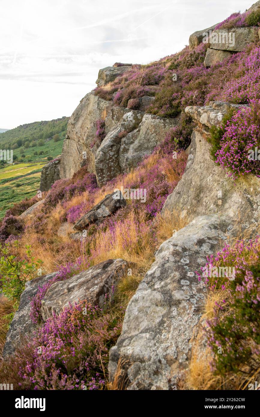 Heather at Baslow Edge in the Peak District National Park, Derbyshire ...