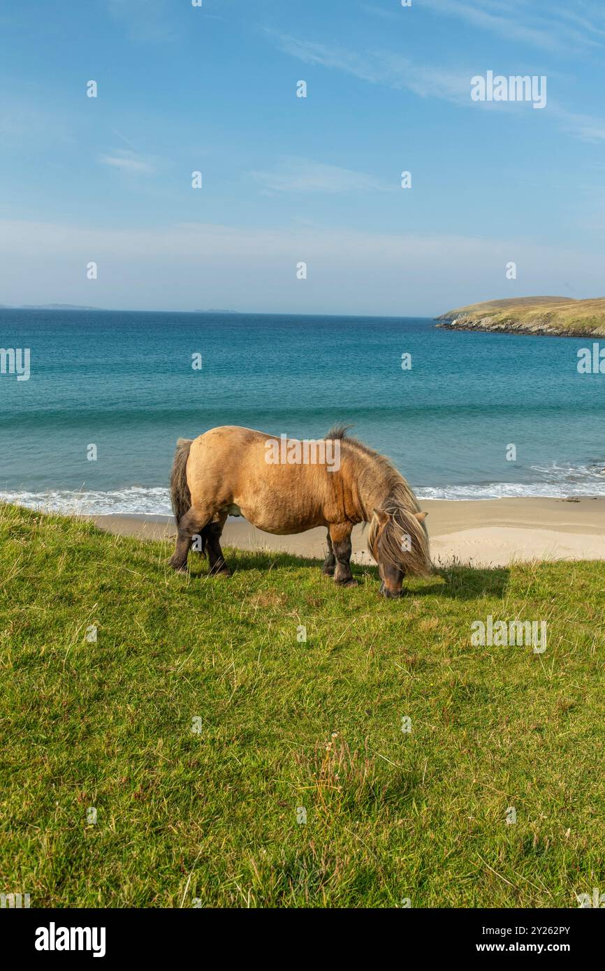 Yell, one of Shetland’s wildest islands, known for open moorland ...