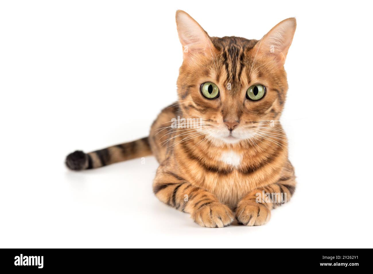 Bengal cat in professional studio photography on a white background. A ...