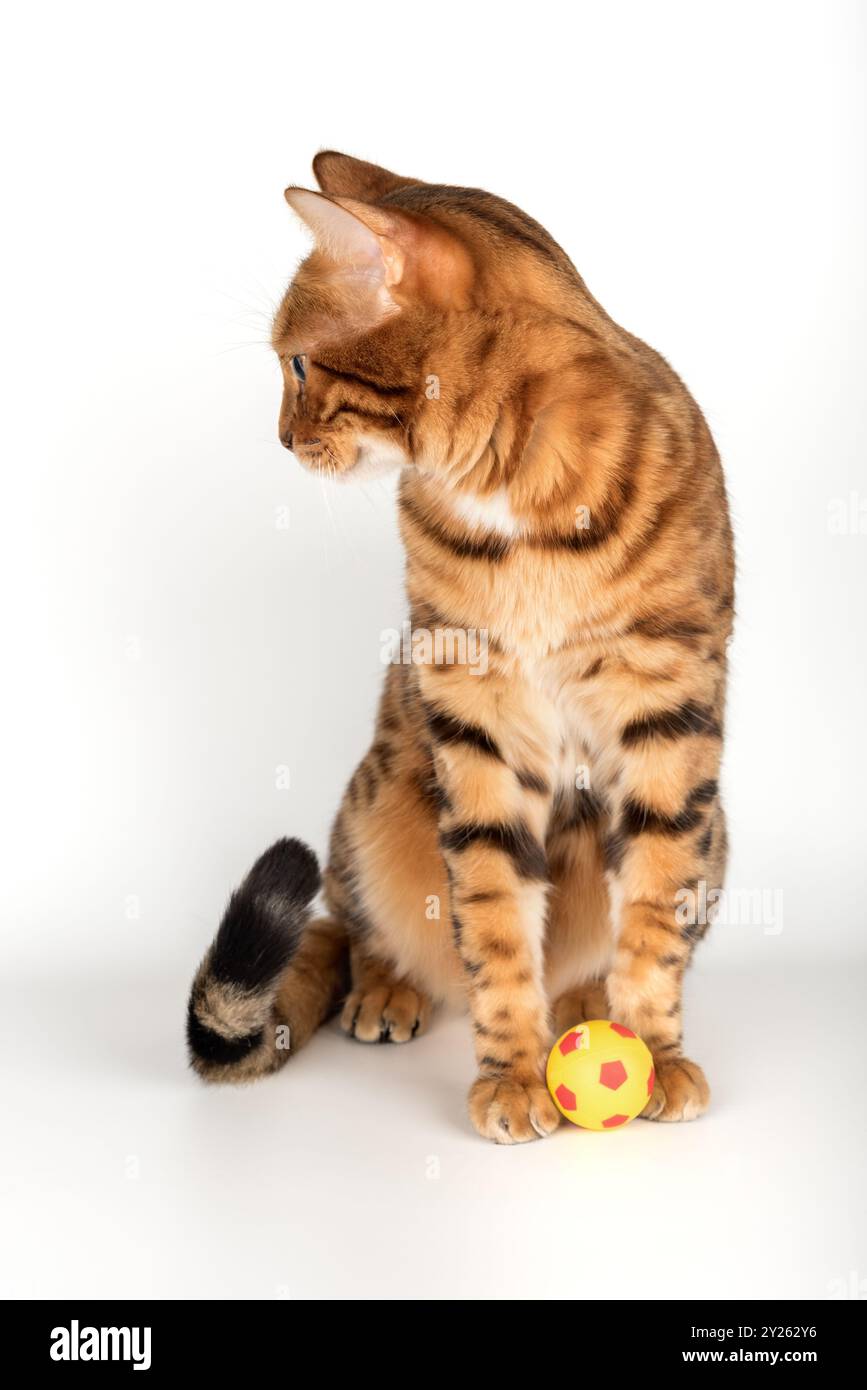 Bengal cat with a small ball on a white studio background. Cat toys ...