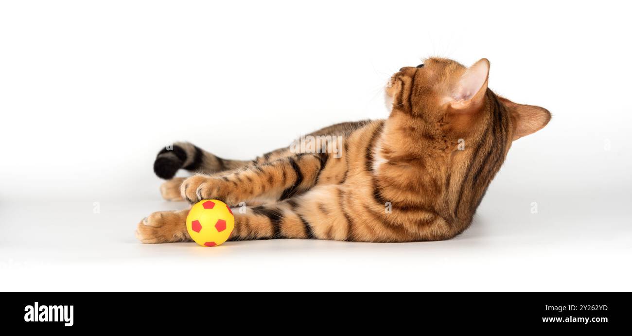 Bengal cat with a small ball on a white studio background. Cat toys ...