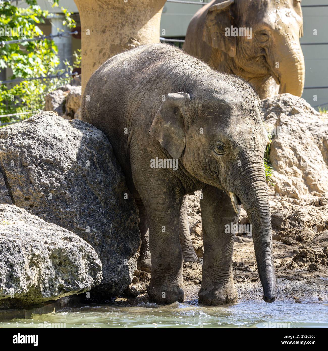 The Asian elephant, Elephas maximus also called Asiatic elephant, is ...