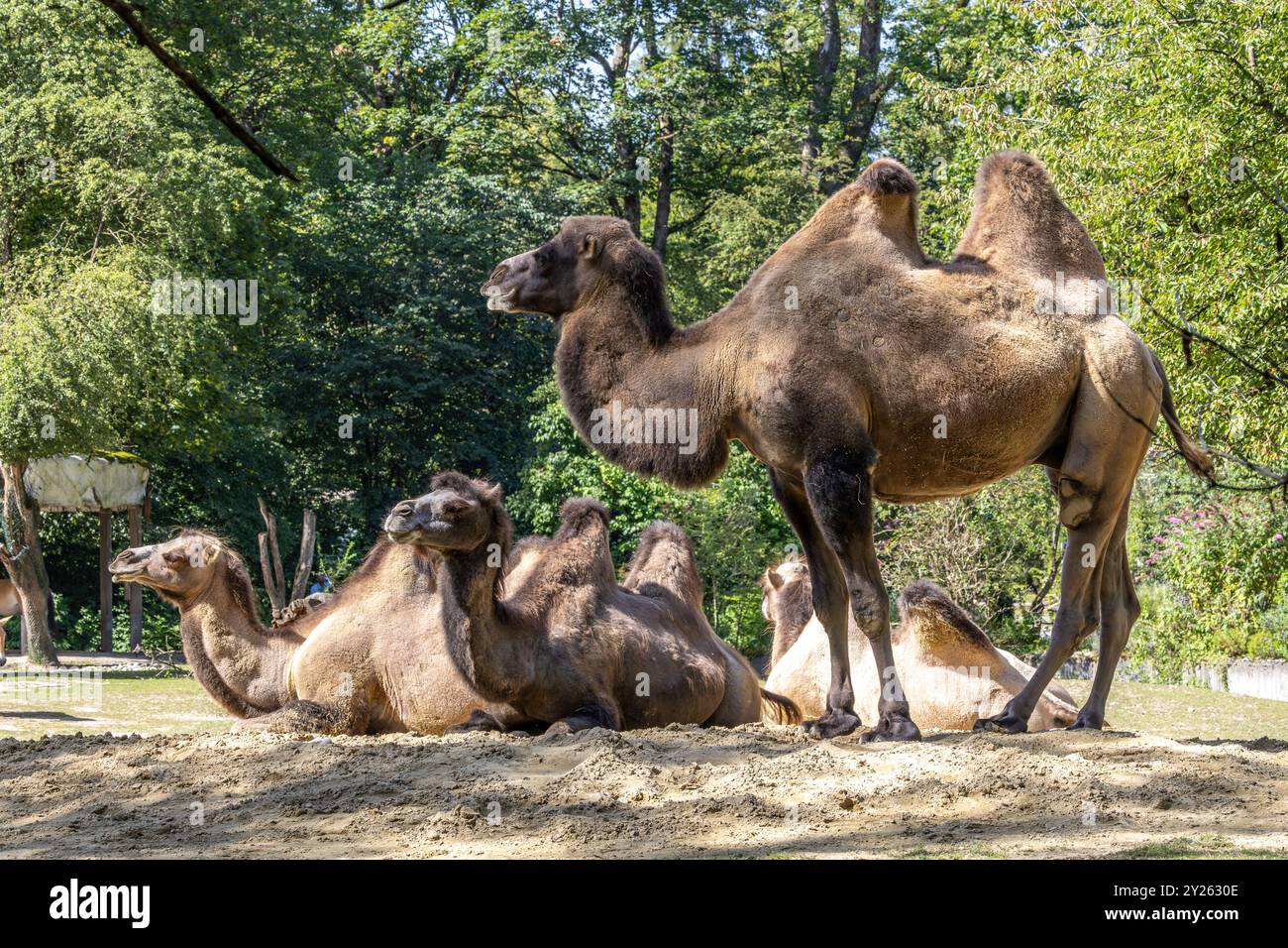 The Bactrian camels, Camelus bactrianus is a large, even-toed ungulate ...