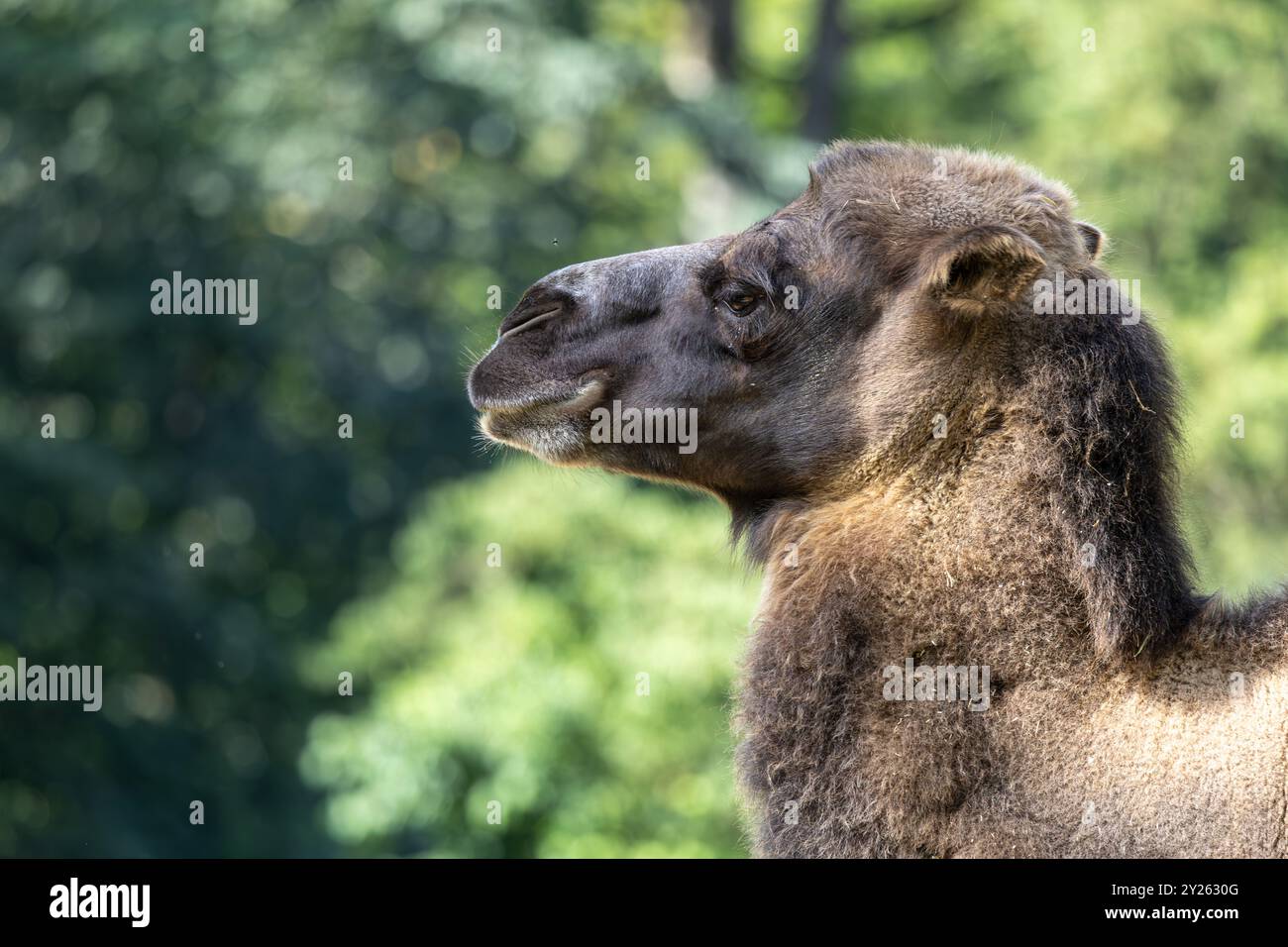The Bactrian camels, Camelus bactrianus is a large, even-toed ungulate ...