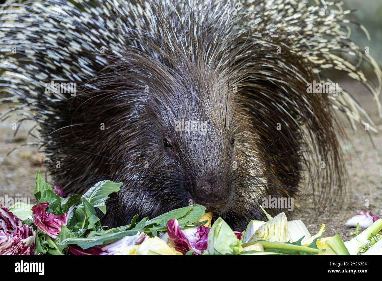 The Indian crested Porcupine, Hystrix indica or Indian porcupine, is a ...