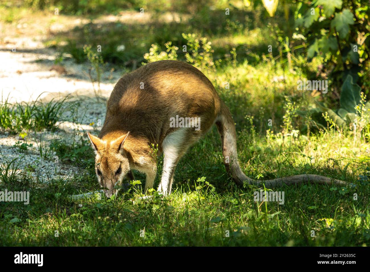 The agile wallaby, Macropus agilis also known as the sandy wallaby is a ...