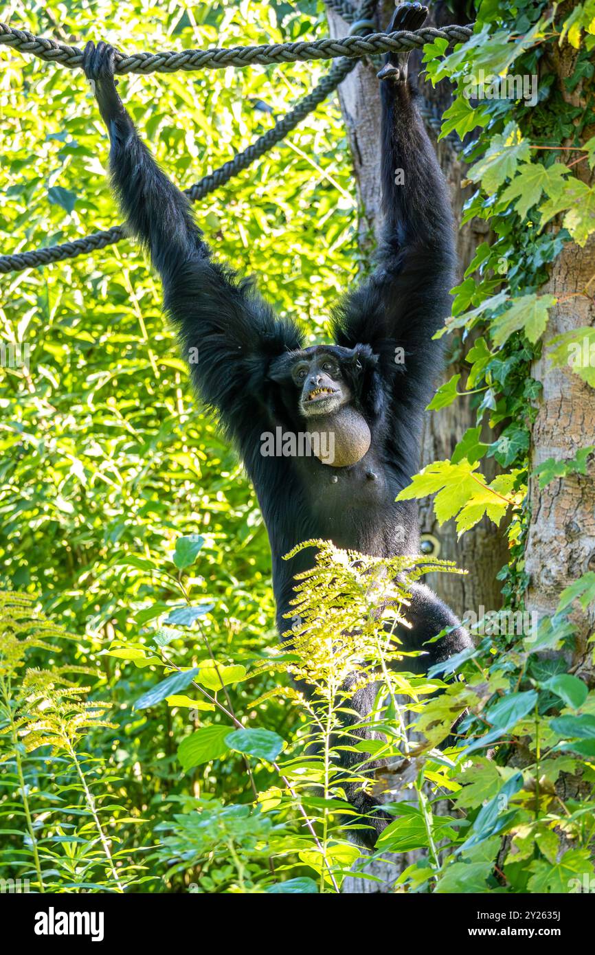 The black-headed spider monkey, Ateles fusciceps is a species of spider ...