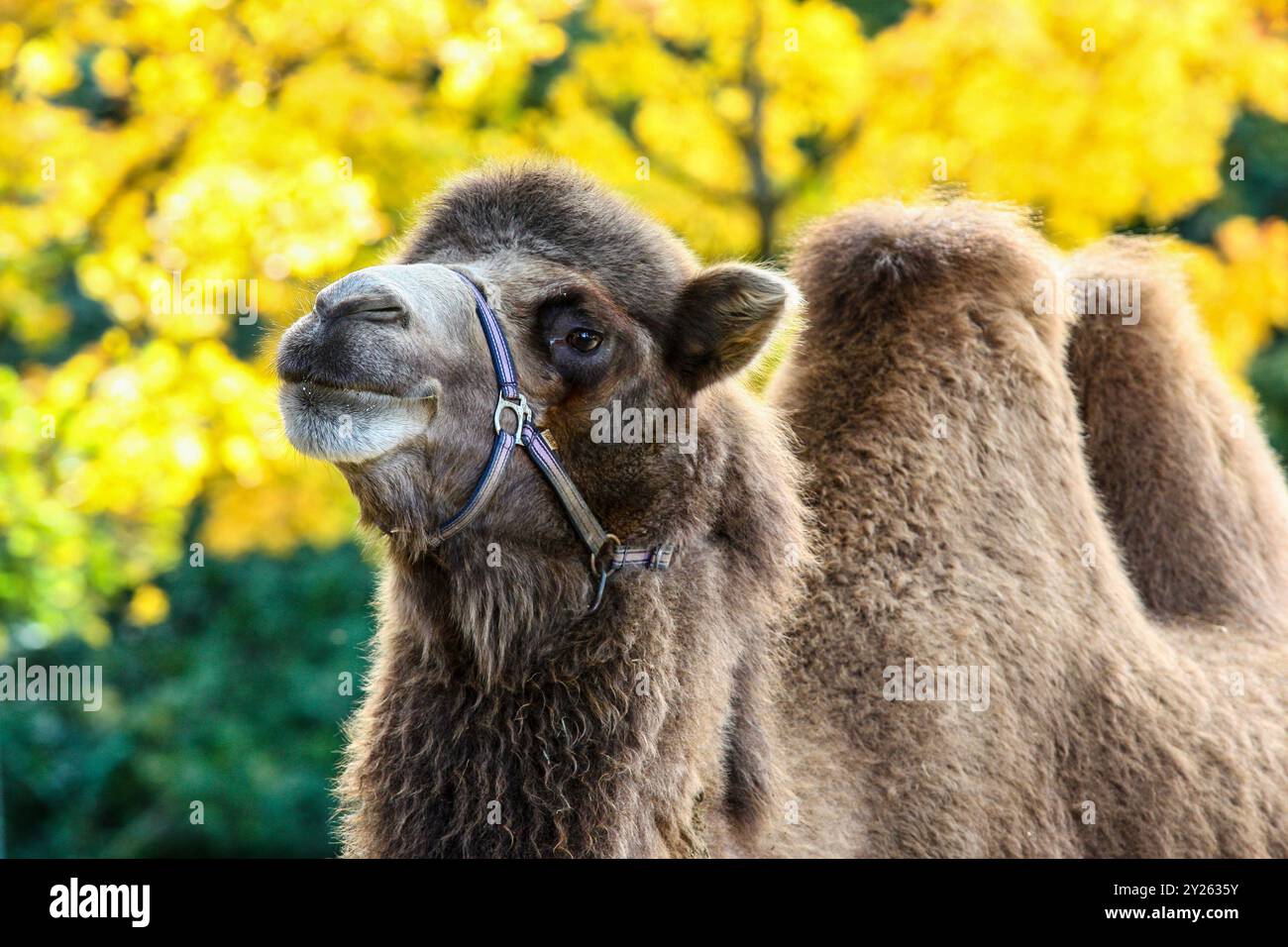 The Bactrian camels, Camelus bactrianus is a large, even-toed ungulate ...