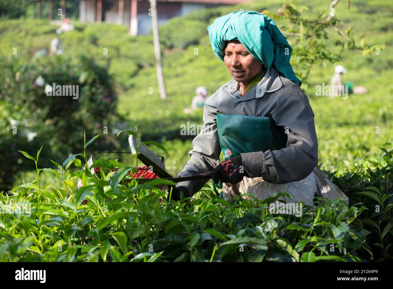 India, Kerala, Munnar, Female Tea picker in plantations around Munnar ...