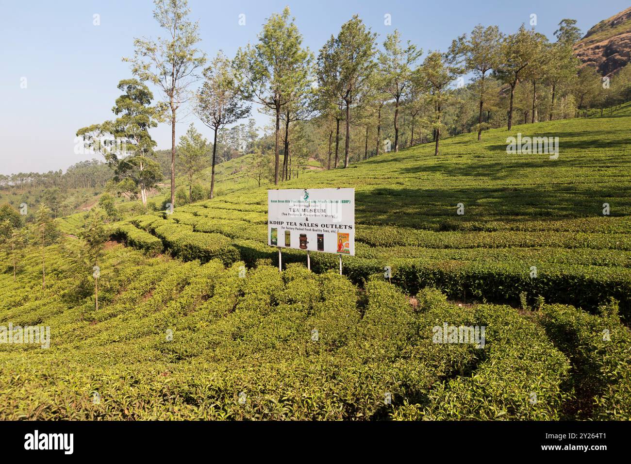 India, Kerala, Munnar, Tea plantations around Munnar Stock Photo - Alamy