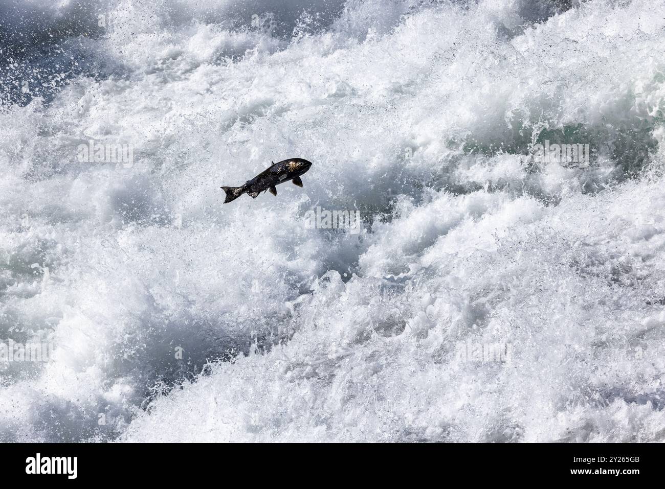 Clearwater, Canada. 05 September, 2024 Pictured: Chinook Salmon jumping ...