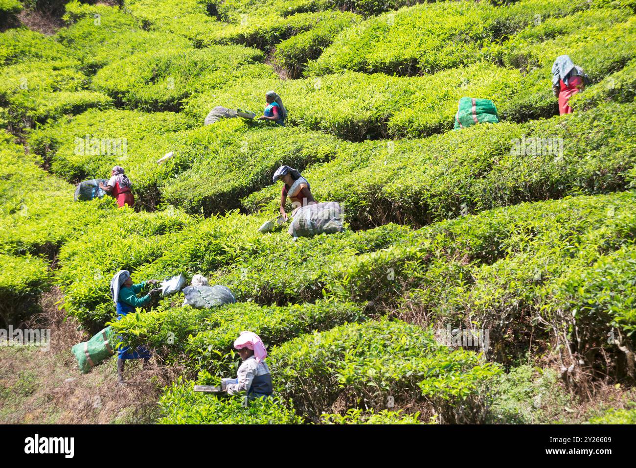India, Kerala, Munnar, Tea pickers in plantations around Munnar Stock ...
