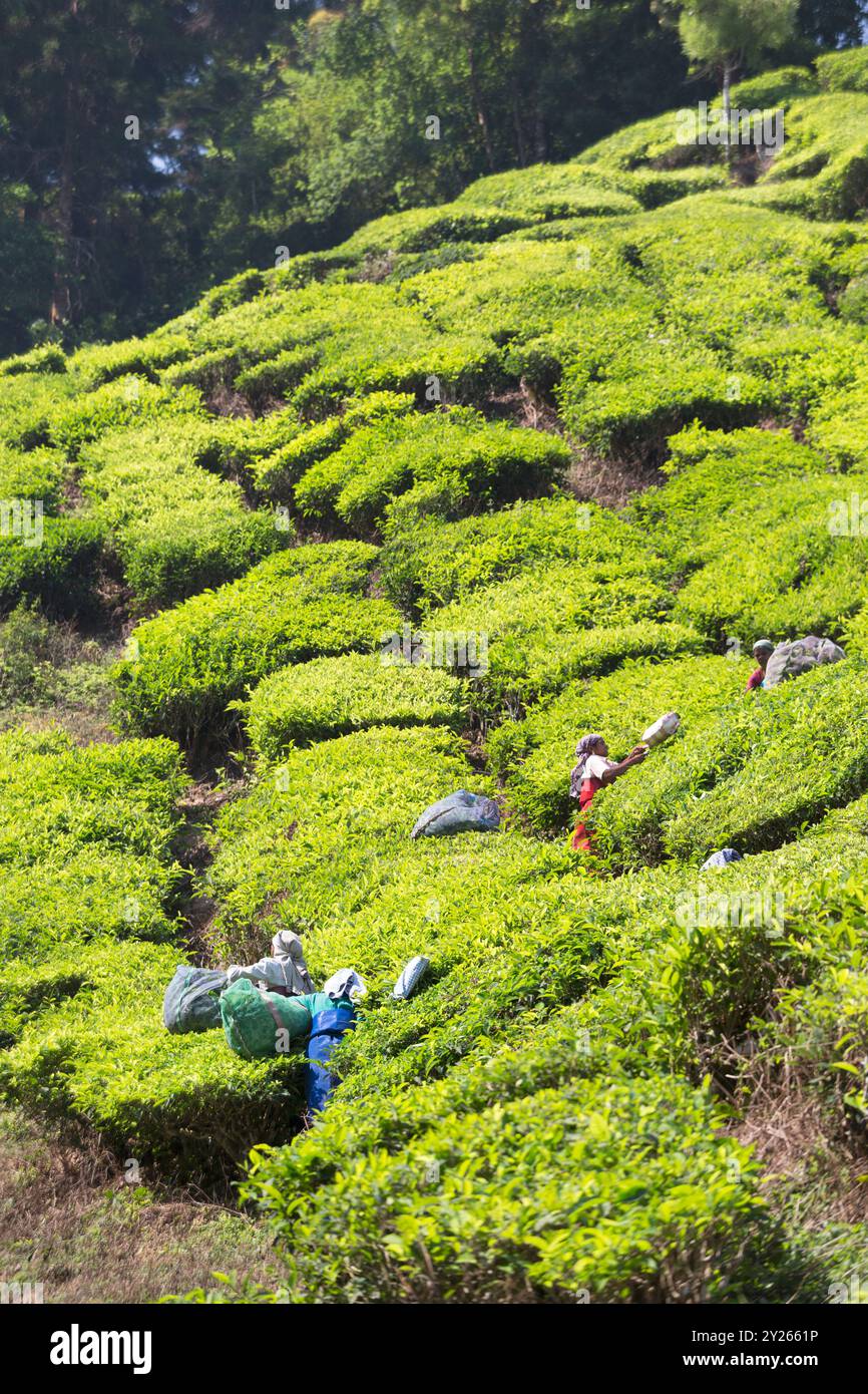 India, Kerala, Munnar, Tea pickers in plantations around Munnar Stock ...
